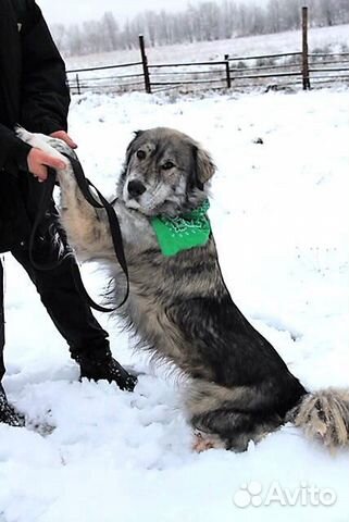 Берта в хорошие руки