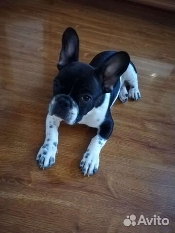 Французский бульдог
