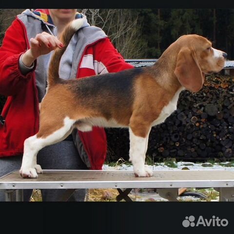 Бигль кобель (6 месяцев)