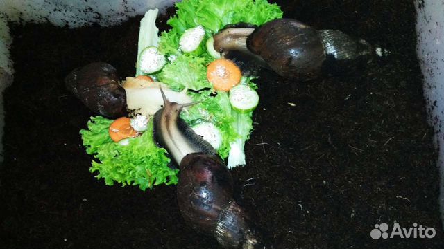 Взрослые ахатины