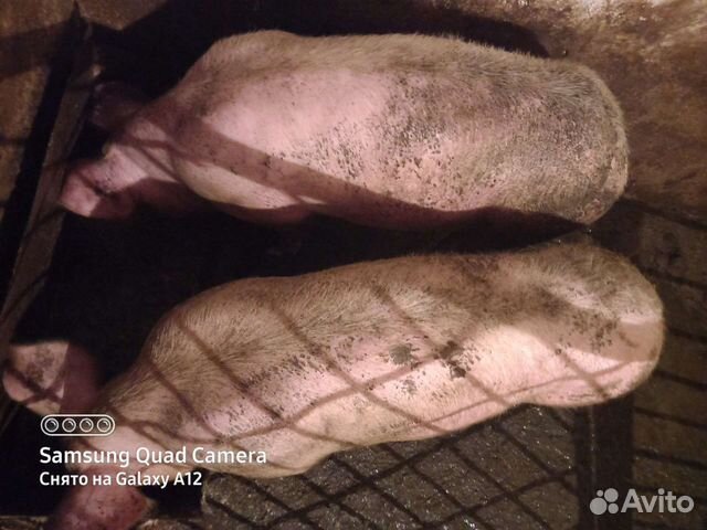 Продам поросят 6 месяцев