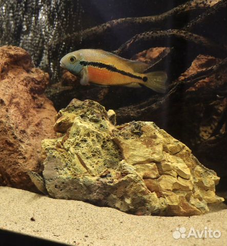 Никарагуанская цихлазома