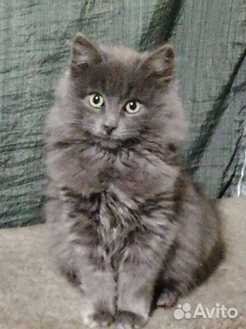 Кошка