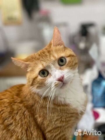 Рыжий очаровательный бандит