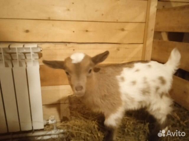 Козлята камерунские