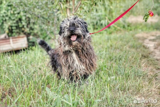 Небольшой лохматый песик в самые добрые руки