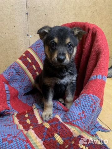 Щенок мальчишечка, 2.5 месяца, в добрые руки
