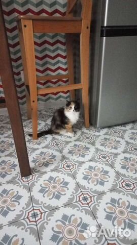 Отдаем котенка в добрые руки