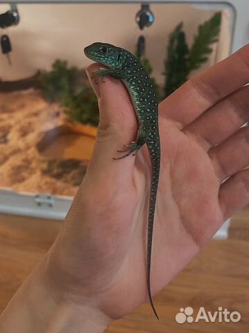 Жемчужная ящерица