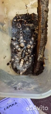 Пауки