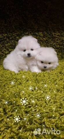 Девочки белоснежки к Новому году