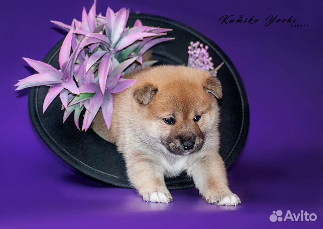 Сиба-ину щенок продаётся
