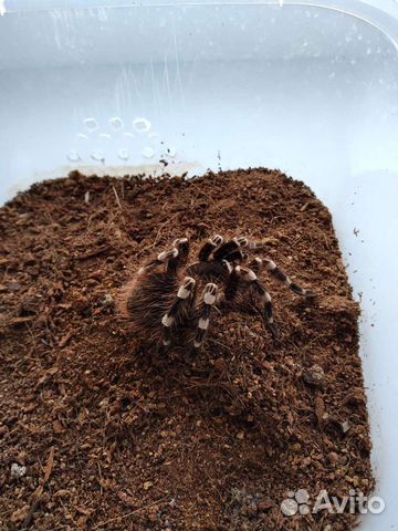 Паук Acanthoscurria geniculata