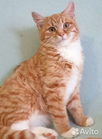 Рыжий тигренок на счастье