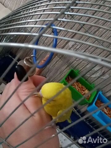 Волнистый попугай