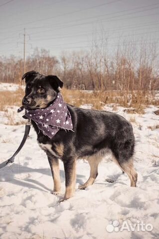 Маленький пёсик Багги пристраивается на диван