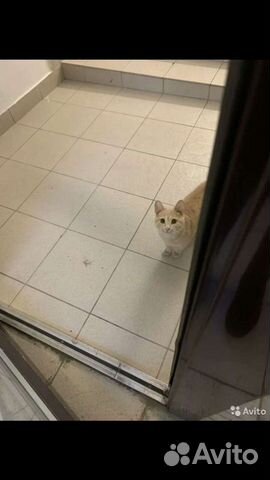 SOS замерзает котик на улице
