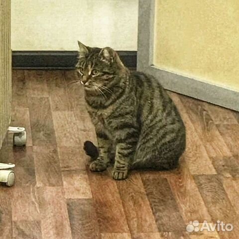 Кошка Даша