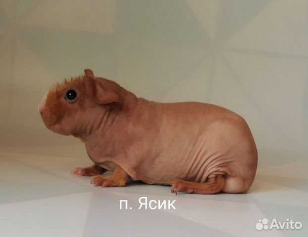 Морская свинка скинни