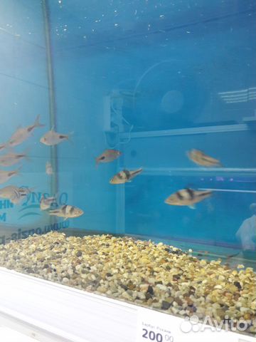 Барбус Рохана и Барбус Крестовый