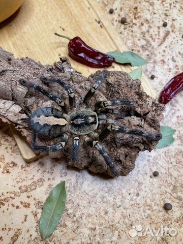 Пауки Птицееды