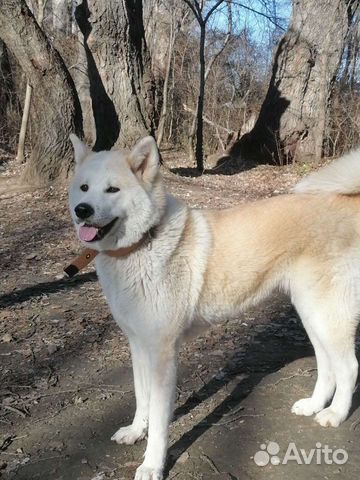 Ищем жениха для нашей красавицы