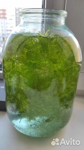 Растение роголистник, улитки ампулярии