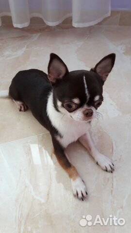 Чихуахуа мини вязка, случка