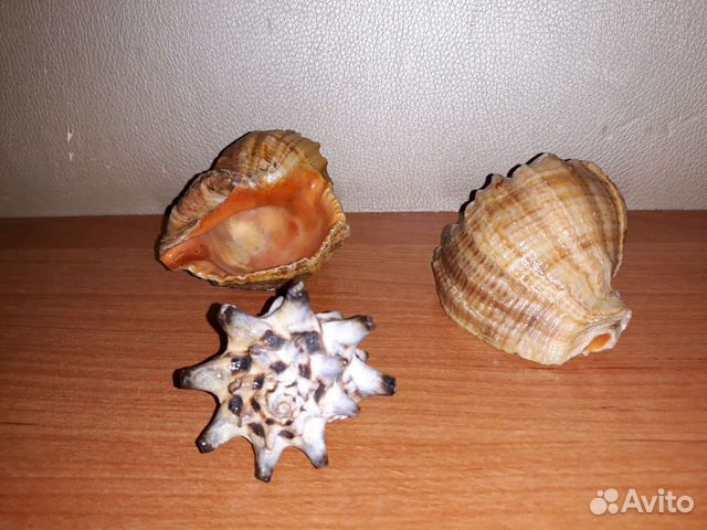 Ракушка