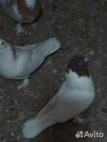 Голуби иранские. Отдам в хорошие руки