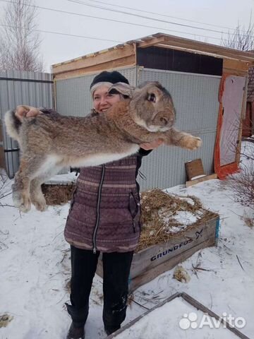 Кролики фландр 1100