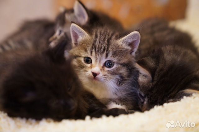 Котята - идеальные компаньоны, 1.3 месяца
