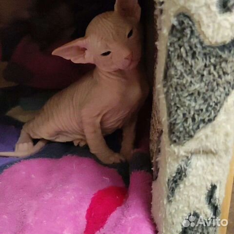 Канадской сфинкс