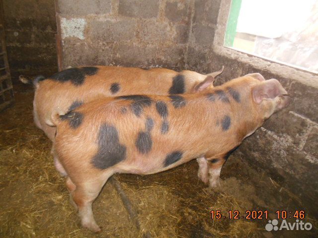 Хряк на племя