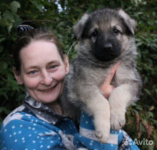 Щенки восточноевропейской овчарки.Род РКФ