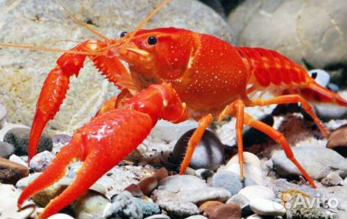 Раки : красный флоридский, синий австралийский ябб
