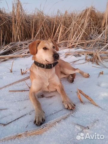 Активная собака в дар