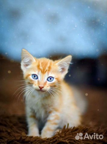 Рыжий котенок