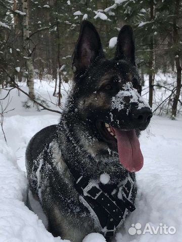 Восточноевропейская овчарка