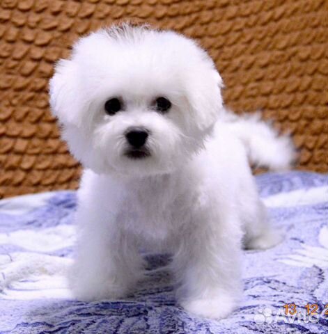 Мышка- малышка