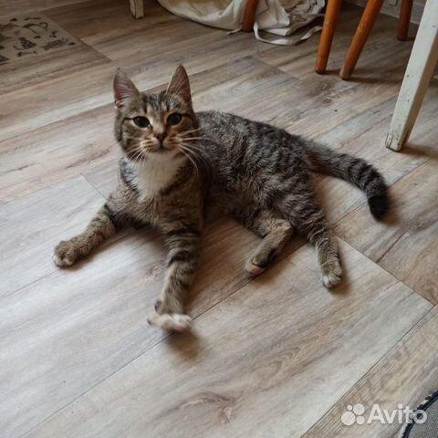 Котенок в добрые руки