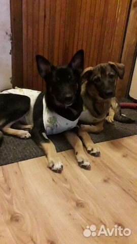 Собака в добрые руки щенок