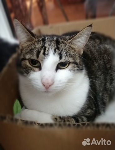 Кошка в добрые руки