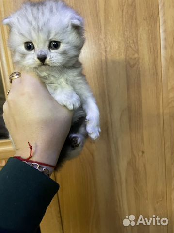 Шотландская