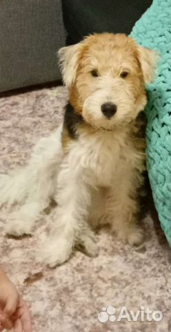 Фокстерьер жесткошерстный