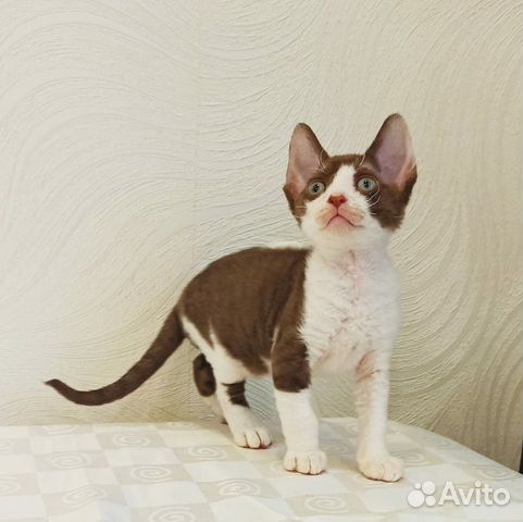 Продаются прекрасные мальчики девон-рексы