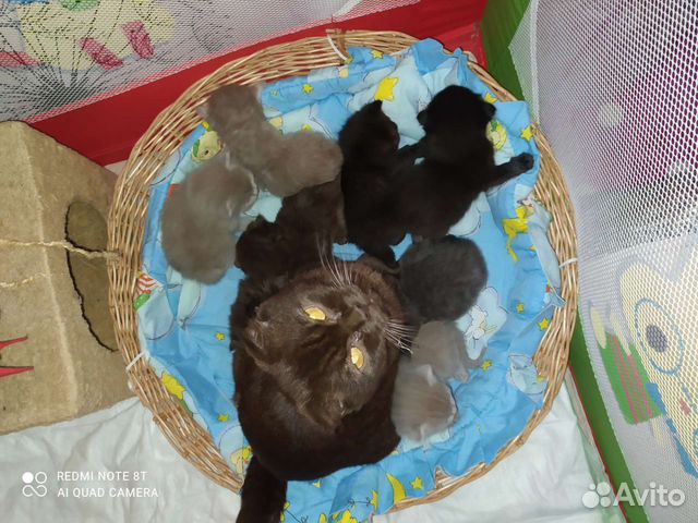 Шотландские котята