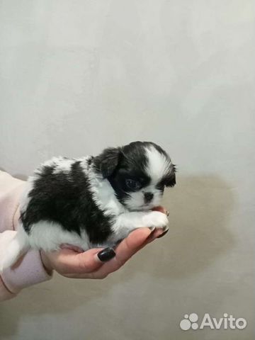 Японский хин девочка под елочку