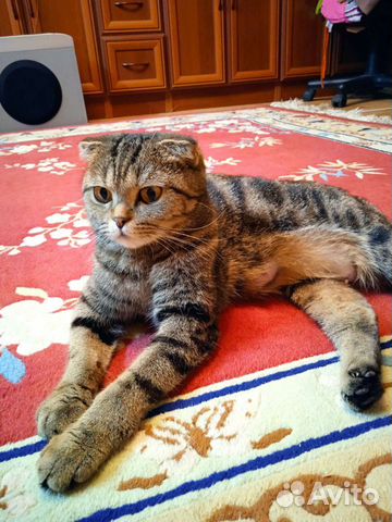 Шотландские вислоухие котята