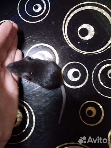 Крыса дамбо